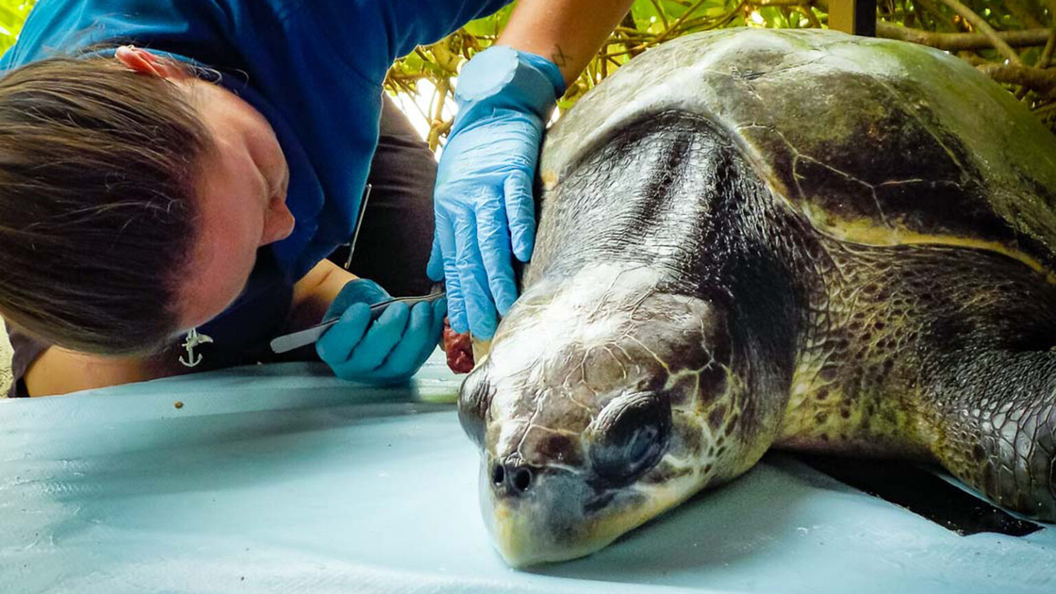 Maldives - Turtle Power: 15 Years of Pioneering Conservation at Four ...