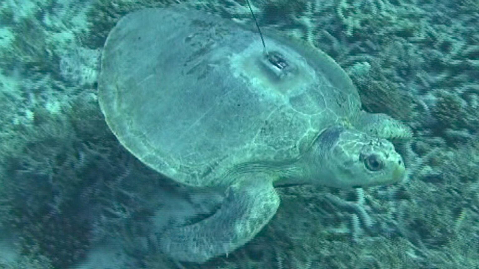 Maldives - Turtle Power: 15 Years of Pioneering Conservation at Four ...